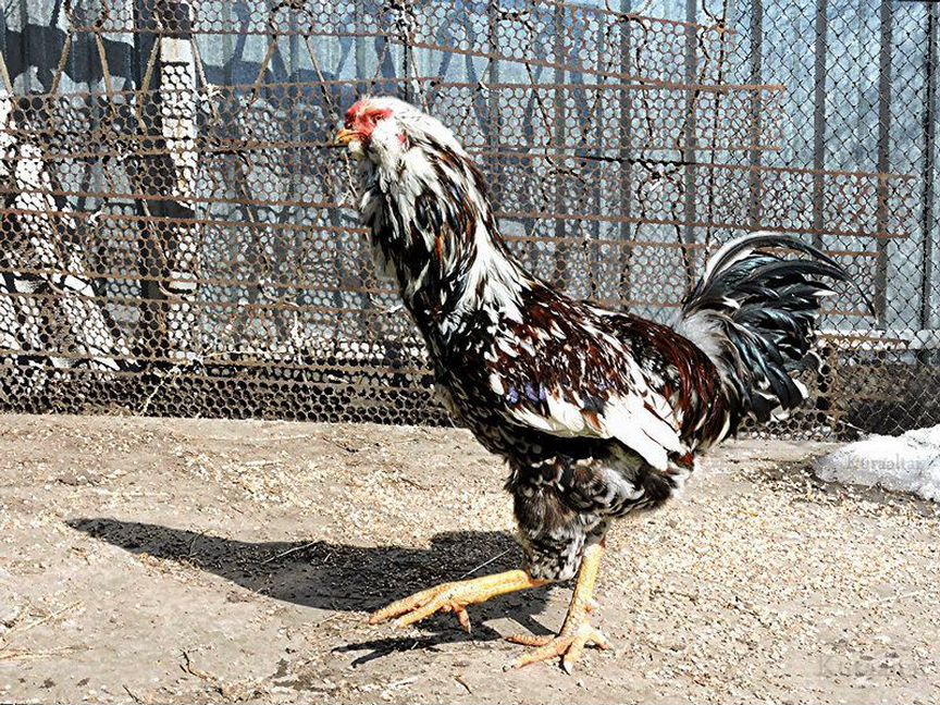 Петухи Орловские и Амерауканы