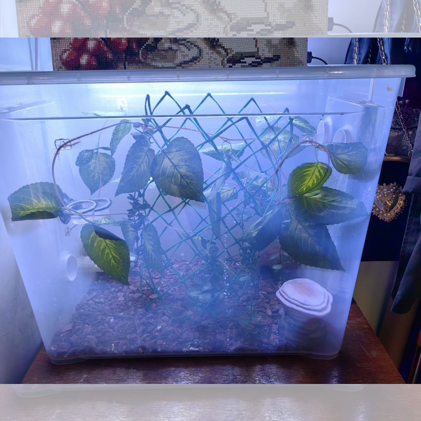 Террариум пластиковый для бананоеда