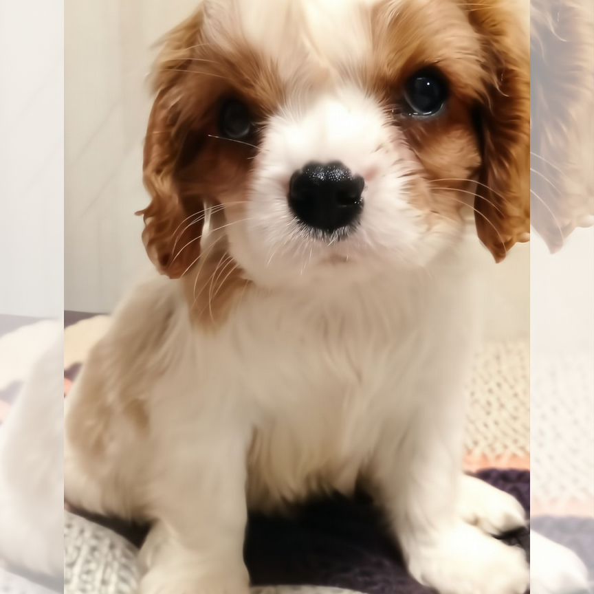 Кавалер кинг-чарльз-спаниель, щенок