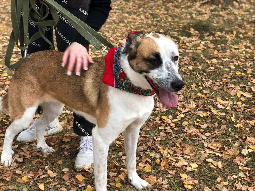 Ласковая собака ждет родителей