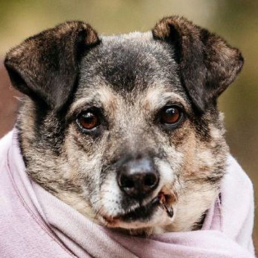 Взрослая собака в добрые руки