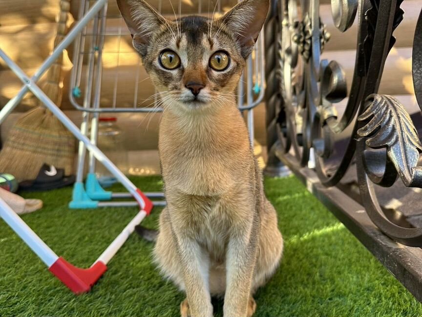 Абиссинская кошка