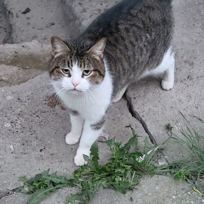 Котёнок в добрые руки