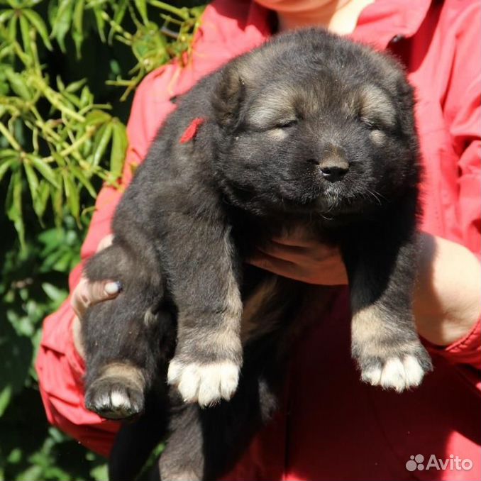 Гордый Княжич Бурый