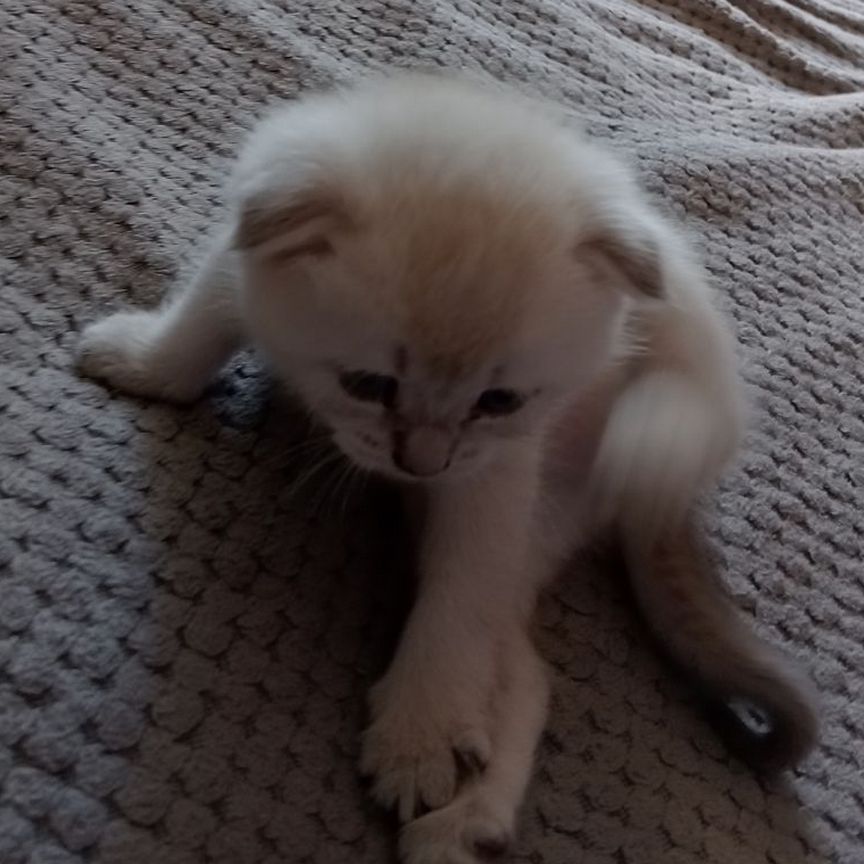 Шотландские котята