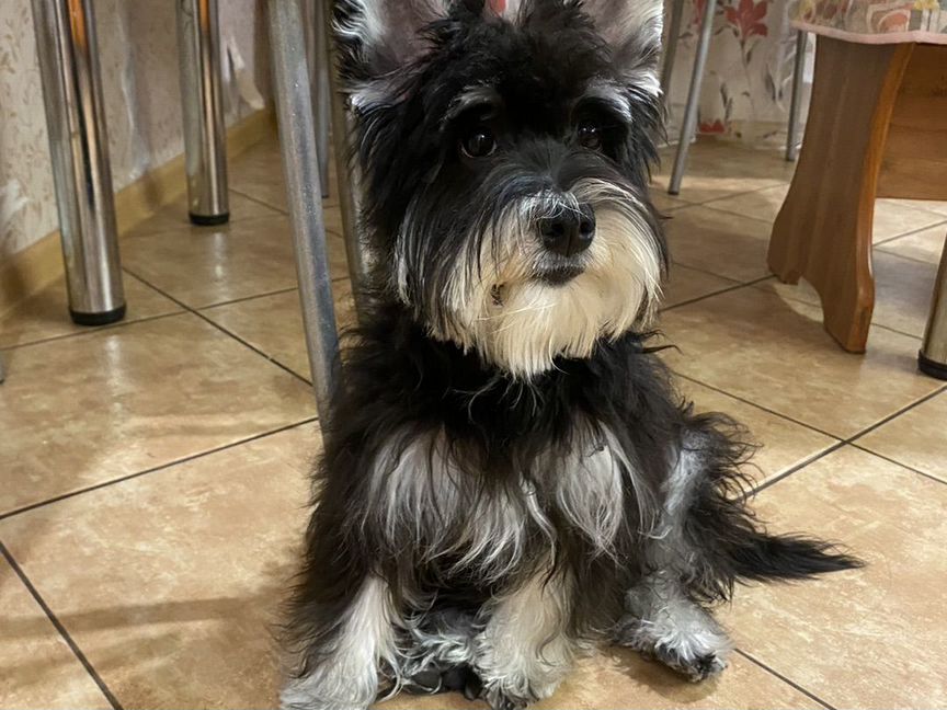 Цвергшнауцер