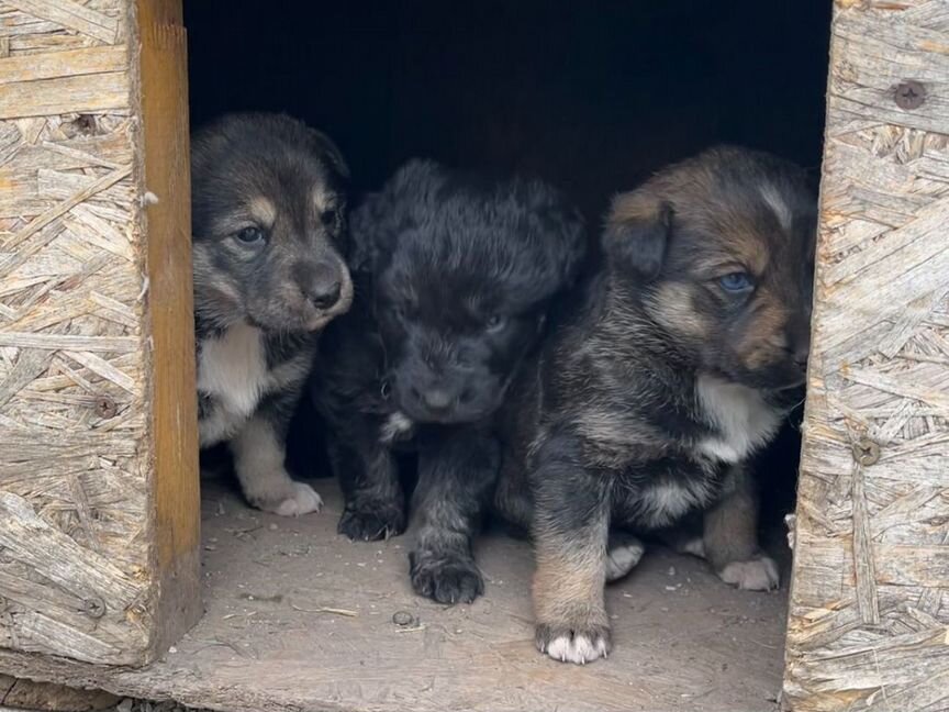 Собака в добрые руки щенок