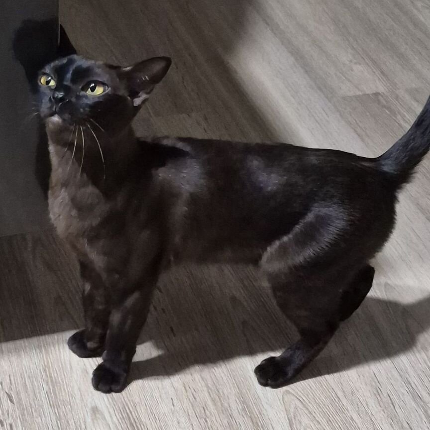 Европейская бурманская кошка, взрослая