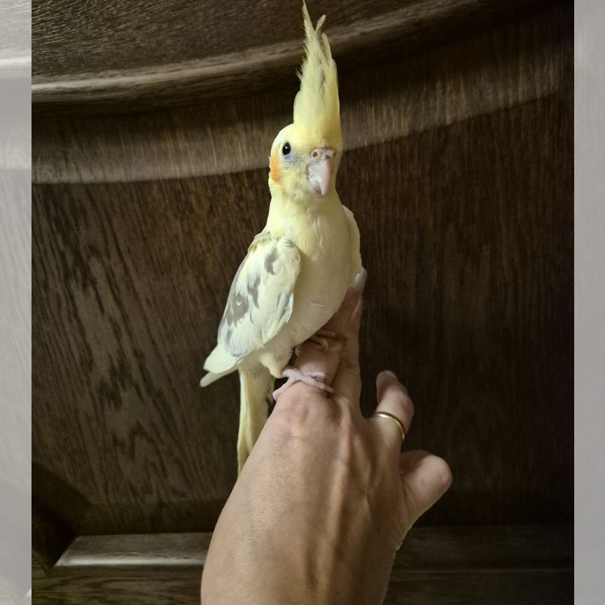 Попугай корелла детки