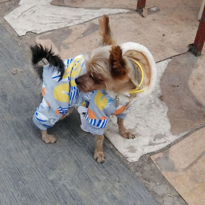 Невесту Ищем (только вязка, пацан страдает 0руб.)