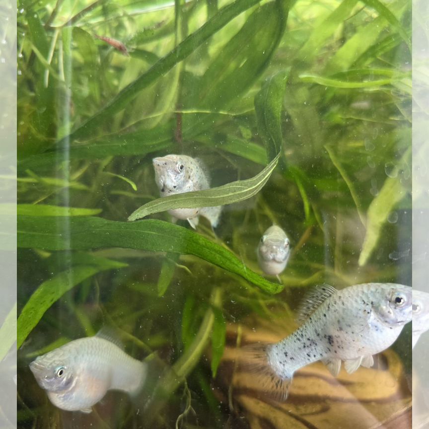 Рыбки молинезии