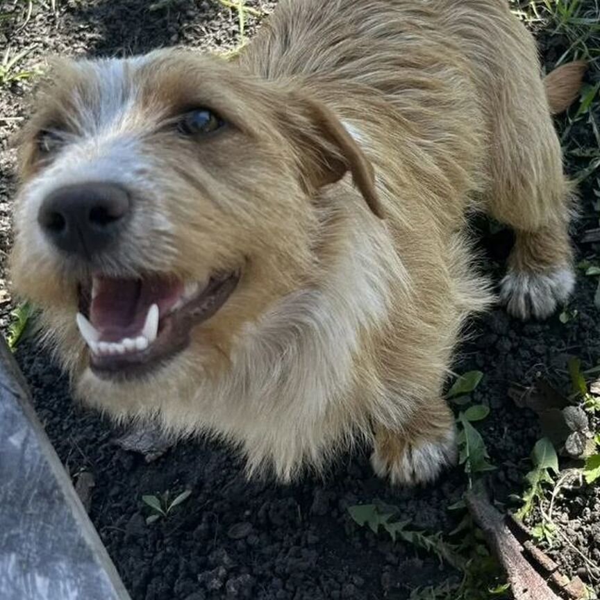 Щенок в добрые руки