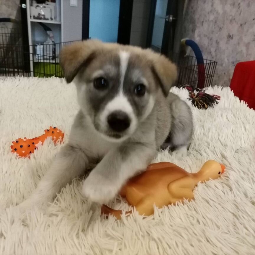 Маленький песик Мартик, 2 месяца