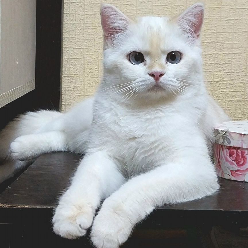 Шотландский прямоухий длинношёрстный котёнок