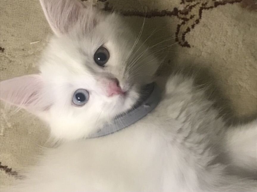 Котенок