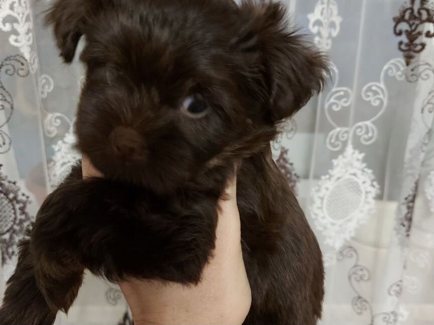 Йоркширский терьер