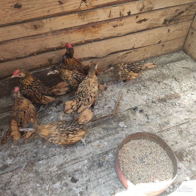 Цыплята сибрайт