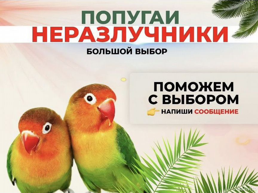 Неразлучники разных видов