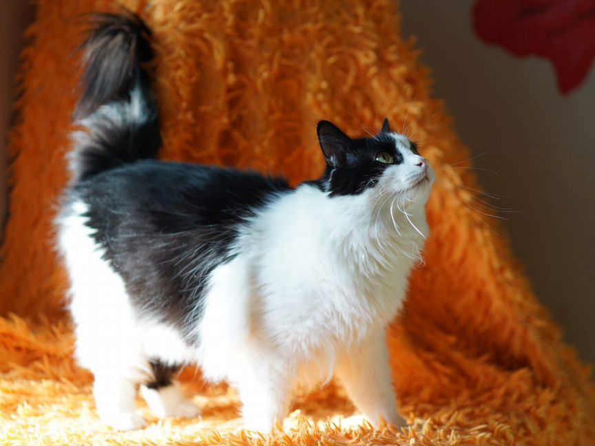 Котик Филя