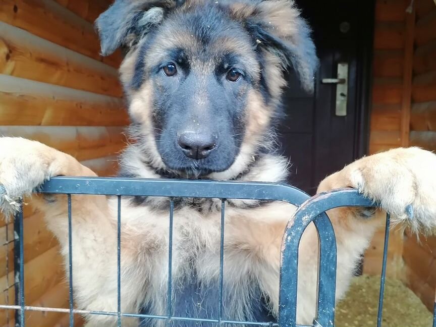 Немецкая овчарка