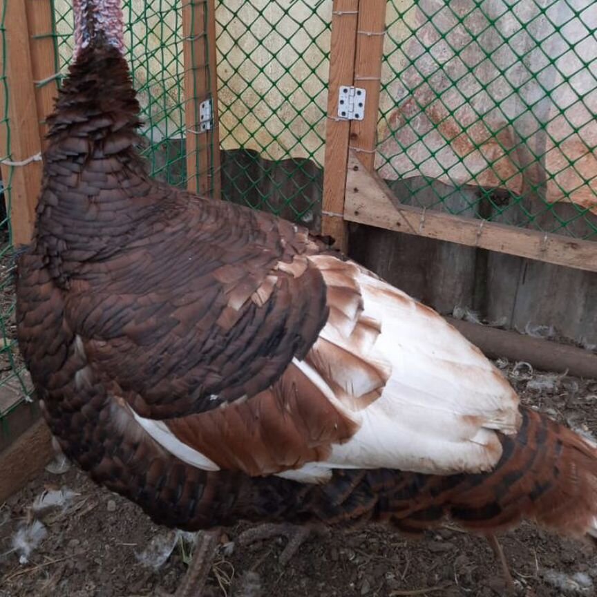 Семья индюков