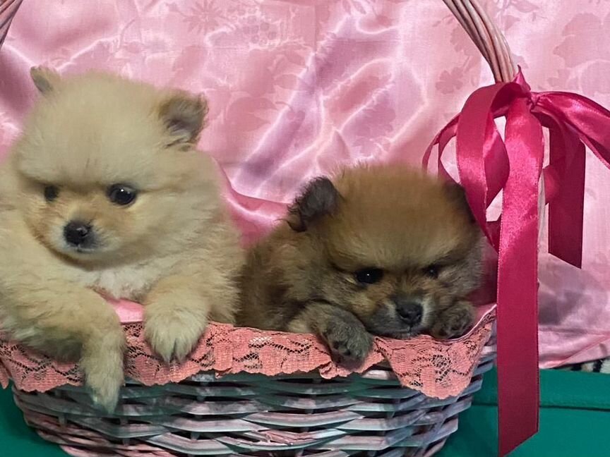 Красивые щенята шпиц померанский