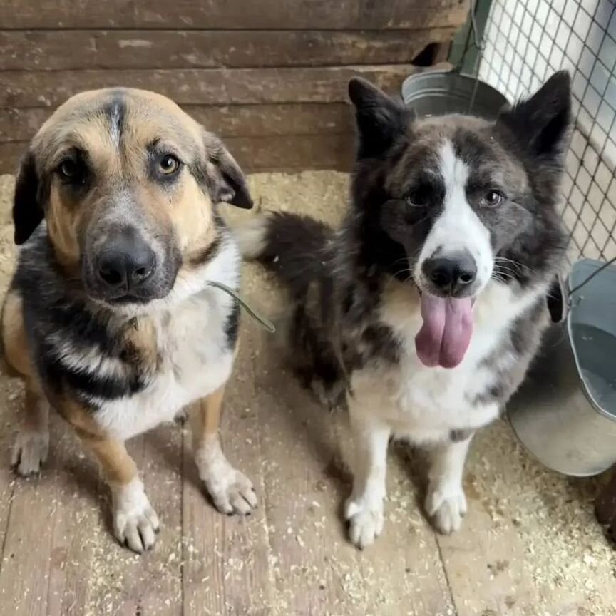 Взрослый пёс в добрые руки