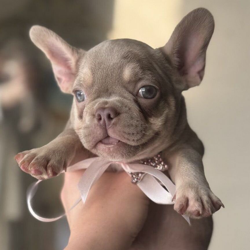 Французский бульдог, щенок