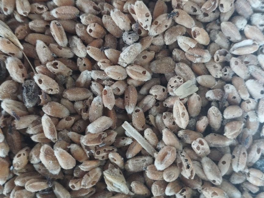 Зерно пшеница