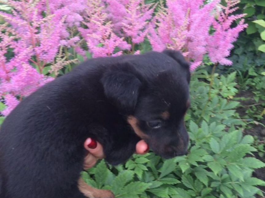 Ягтерьер мальчик