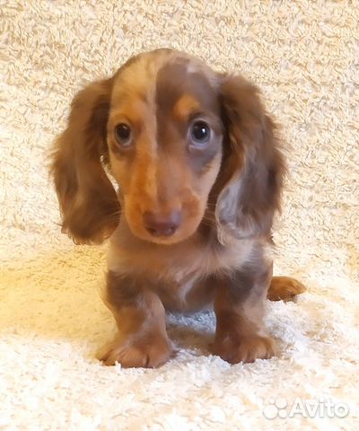 Мальчик мини таксик