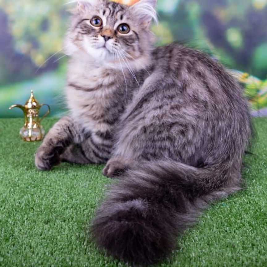 Сибирские котята