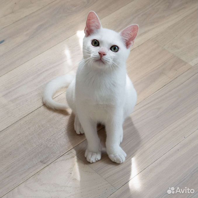 Котенок бурмиллы