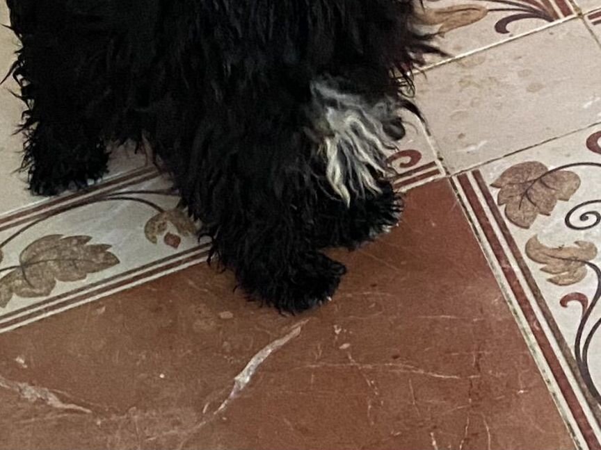 Русская цветная болонка