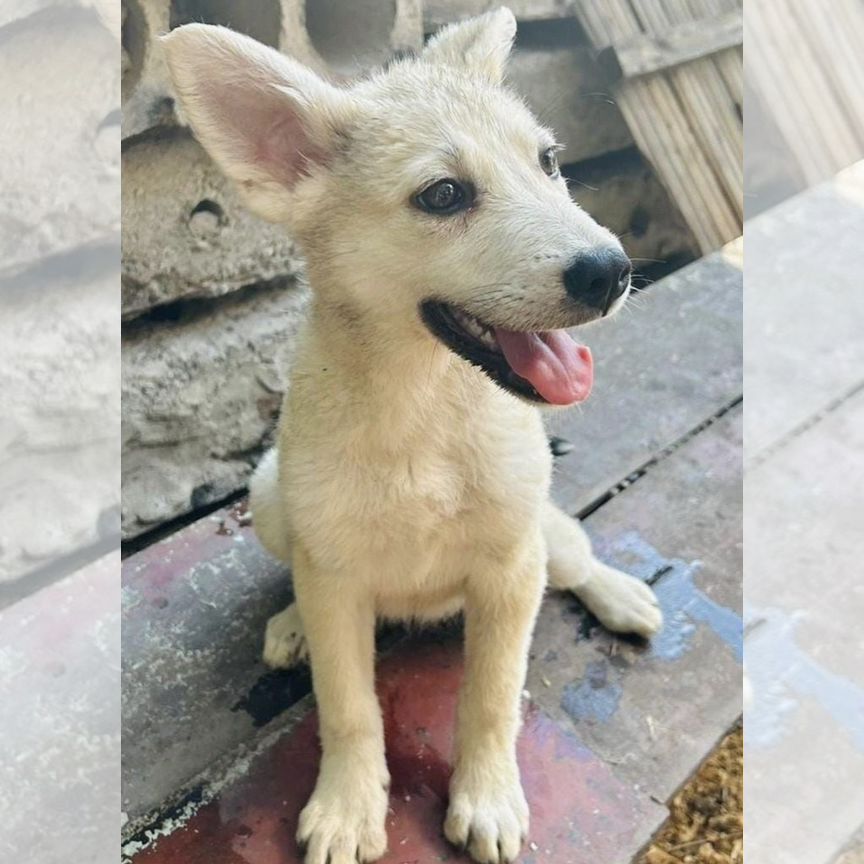 Взрослая собака в добрые руки