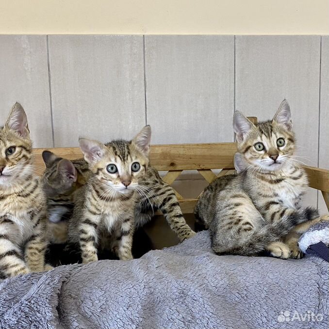 Саванна котята