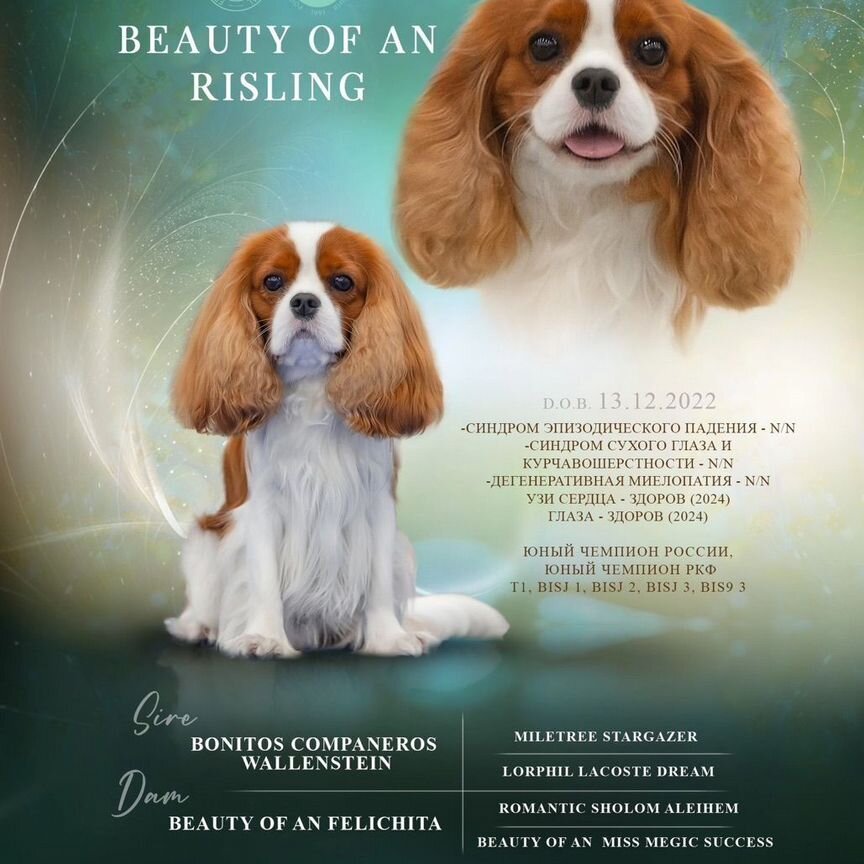 Кавалер кинг чарльз спаниель вязка