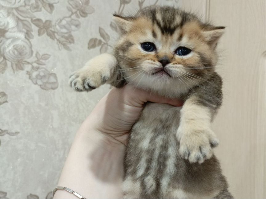 Шотландский тикированный карапуз