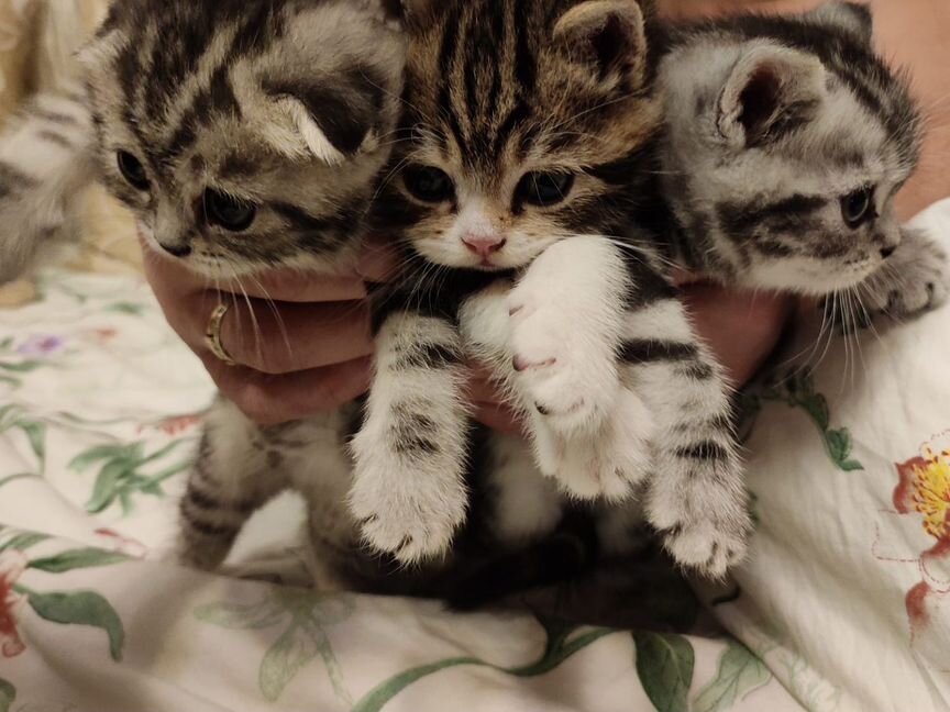 Шотландские котята
