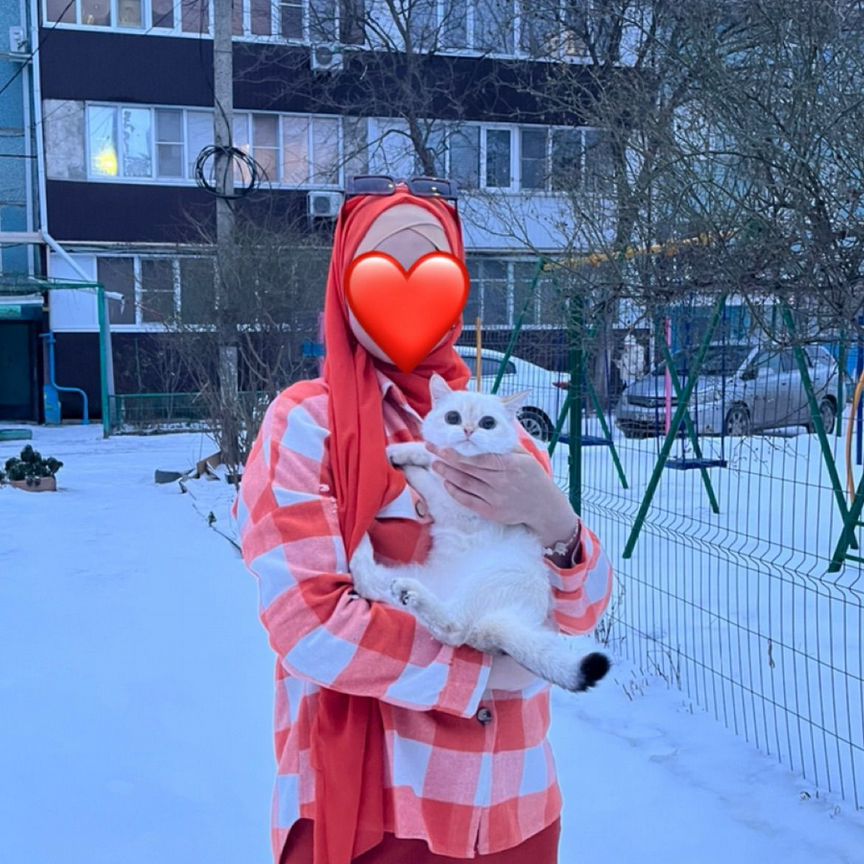 Помощь кошечке