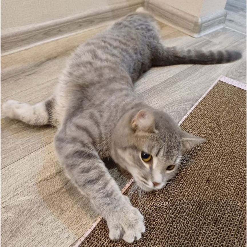 Шотландская