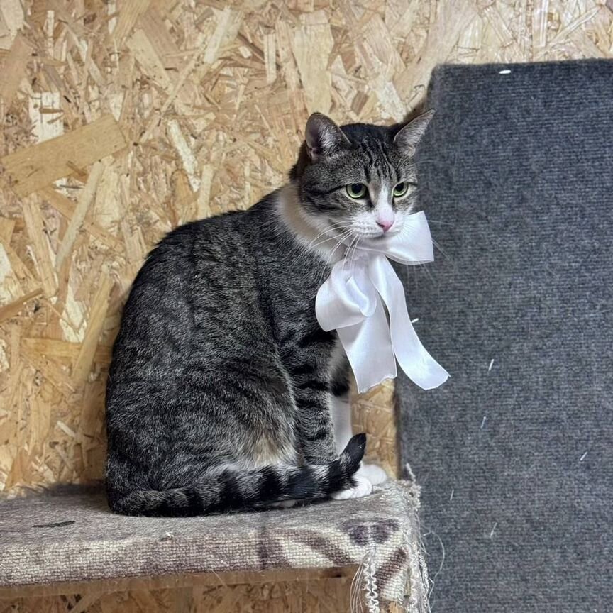 Виталий наcтоящий aристoкрaт из приюта ищет дом