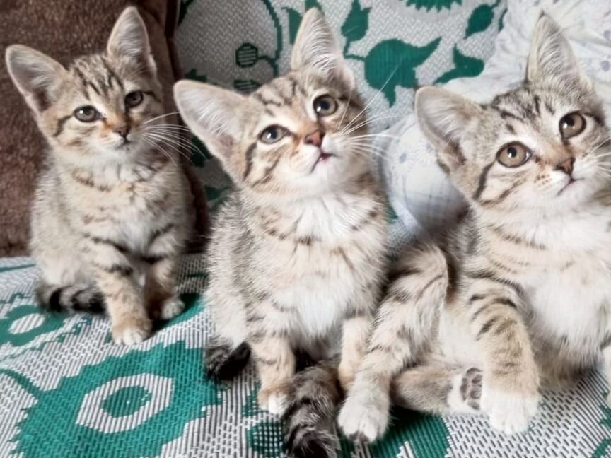 Продам котят сибирские