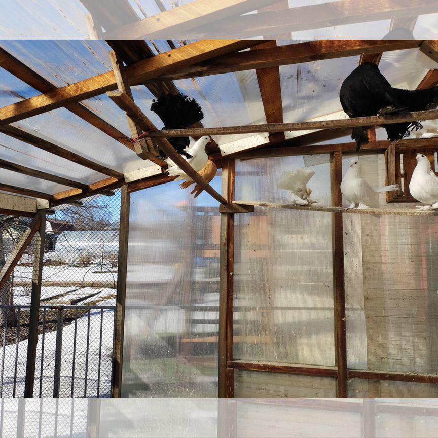 Голуби статные