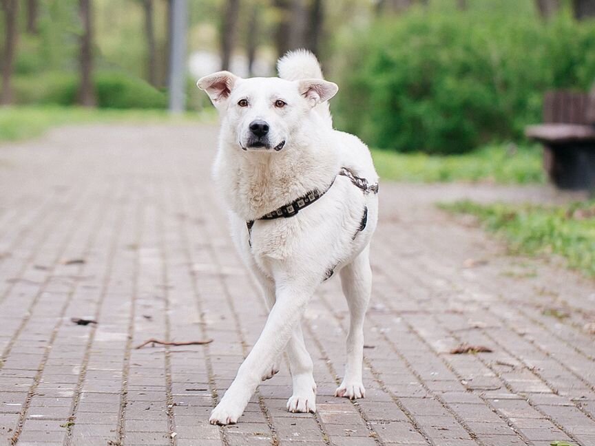 Лотос ищет дом