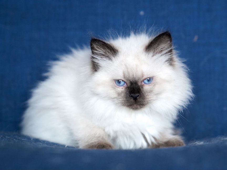 Котята - идеальные компаньоны, Невская маскарадная