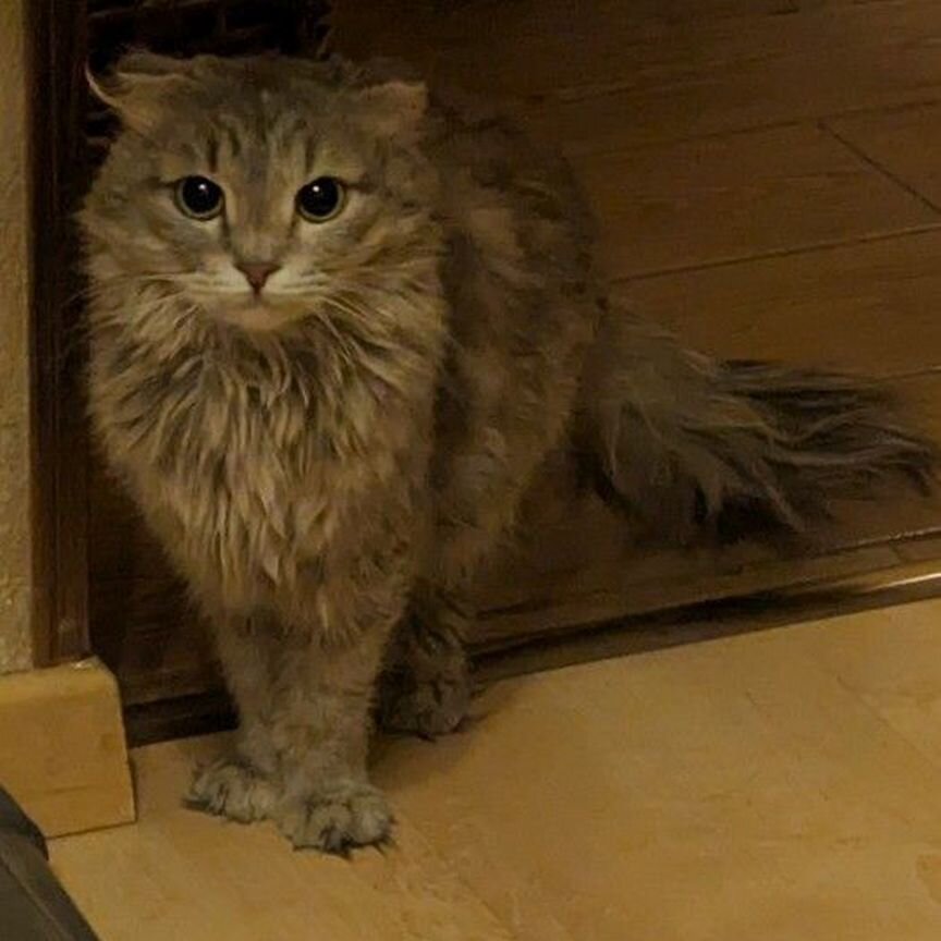 Кошки в добрые руки бесплатно