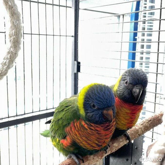 Лорикет Многоцветный выкормыш