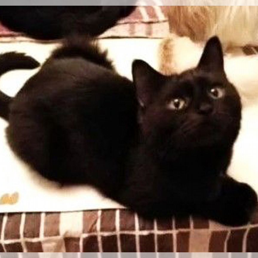 Британский короткошёрстный, взрослый кот