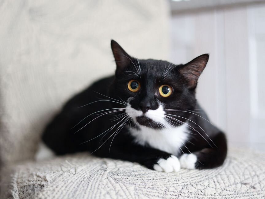 Потрясающая кошечка ищет дом